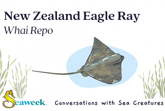 New Zealand Eagle Ray