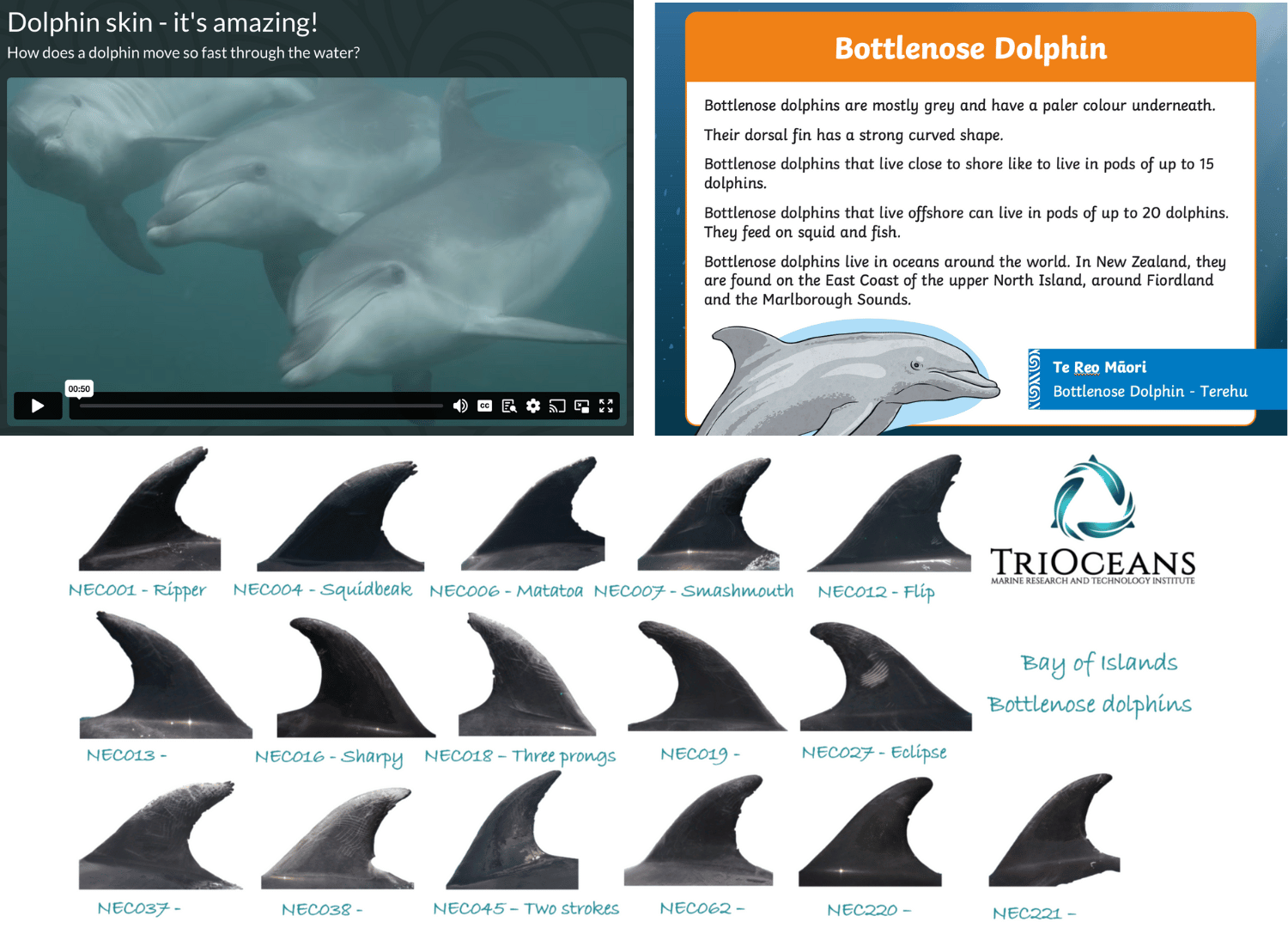 Bottlenose Dolphin