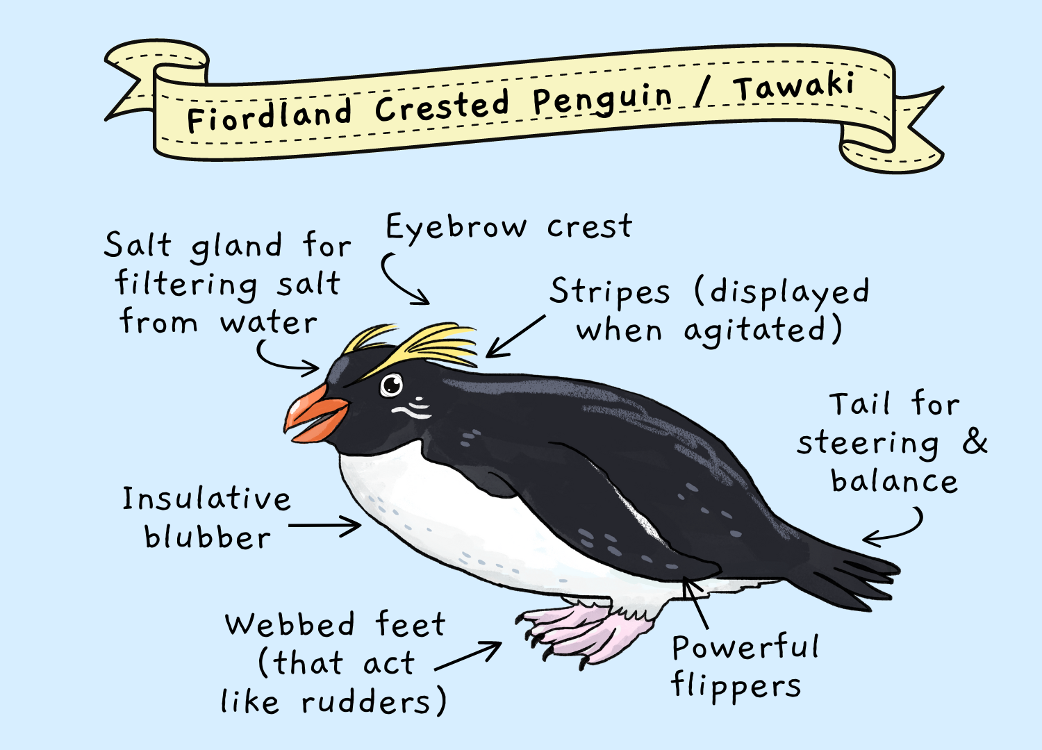 Fiordland Crested Penguin